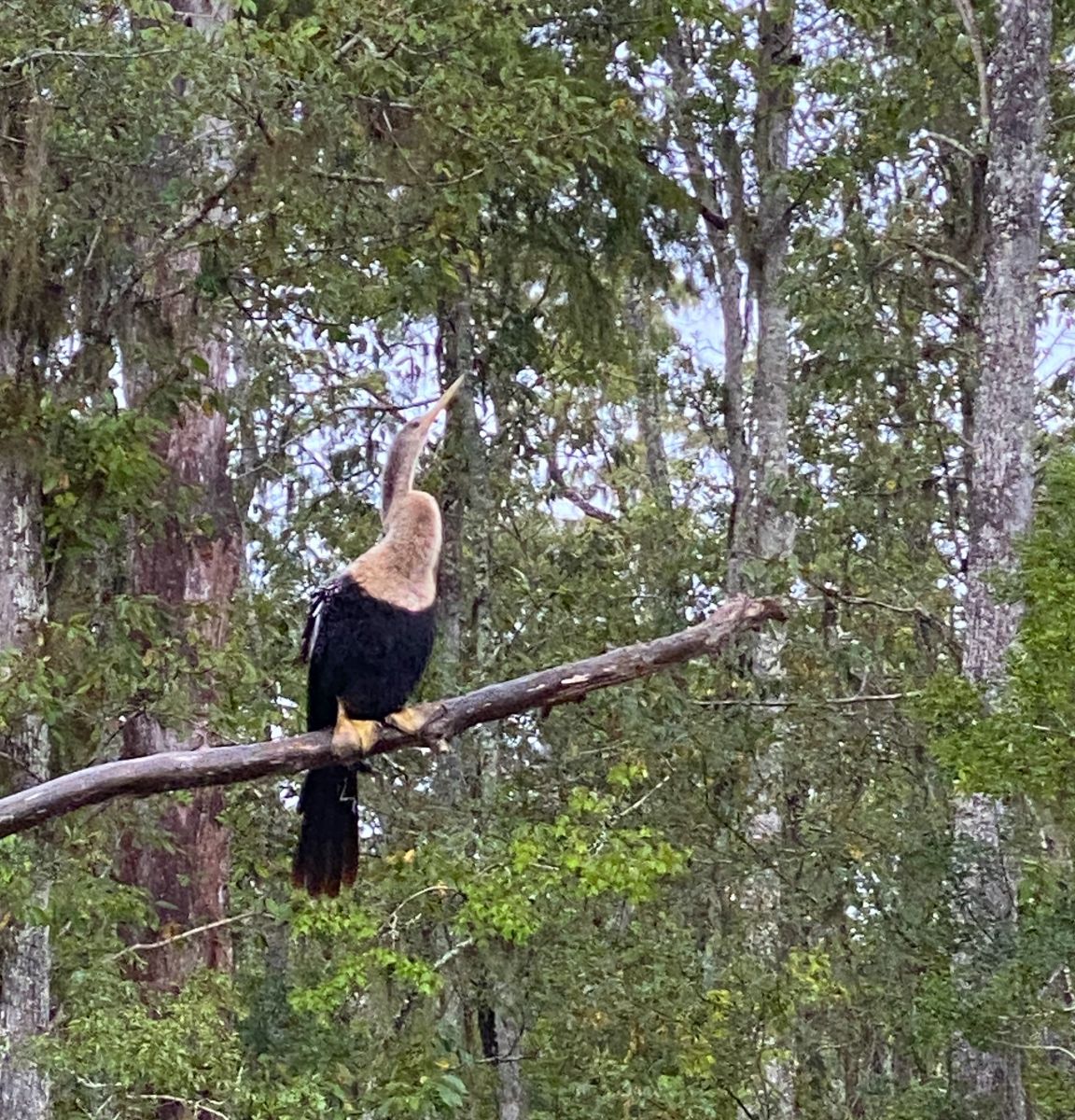 Everybody’s Buzzing about Dr. Wagner’s Honey Island Swamp Tour ...
